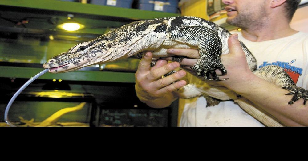 Pythons, and tarantulas and lizards in Oshawa, oh my!