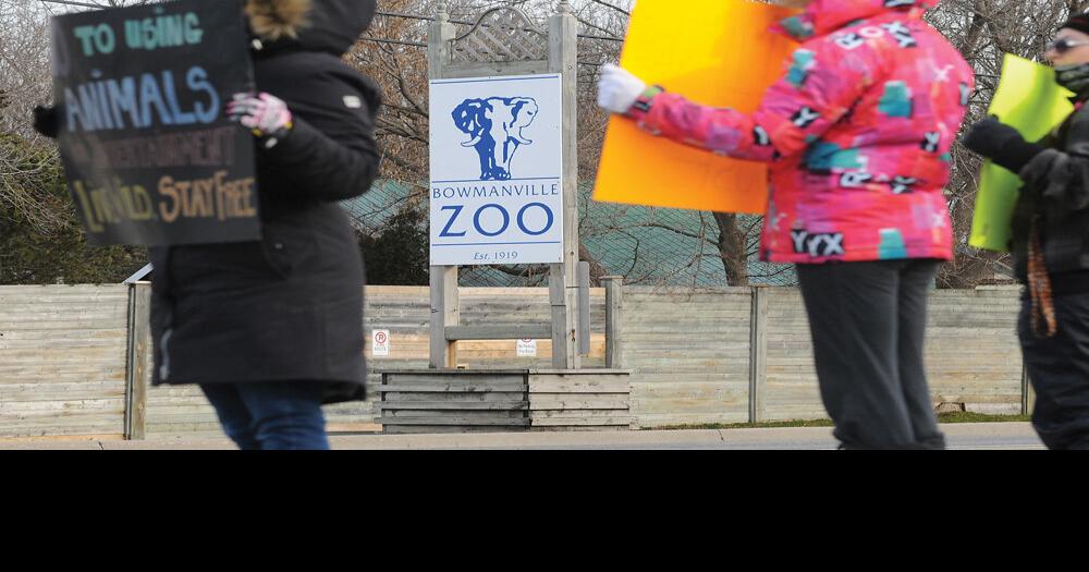 Investigation and protests whipped up by tiger training at Bowmanville Zoo