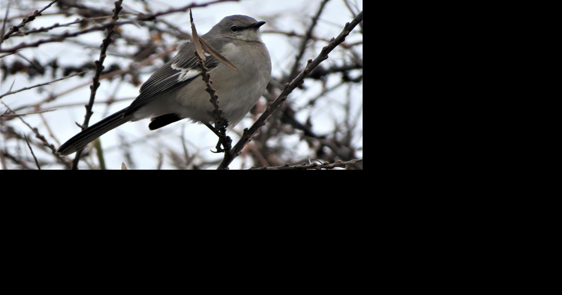 It’s a finch. A robin. A cellphone?: Nope, Durham columnist found the ...