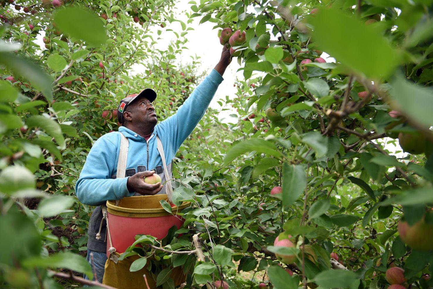 How about those apples? Algoma Orchards in business for 55 years