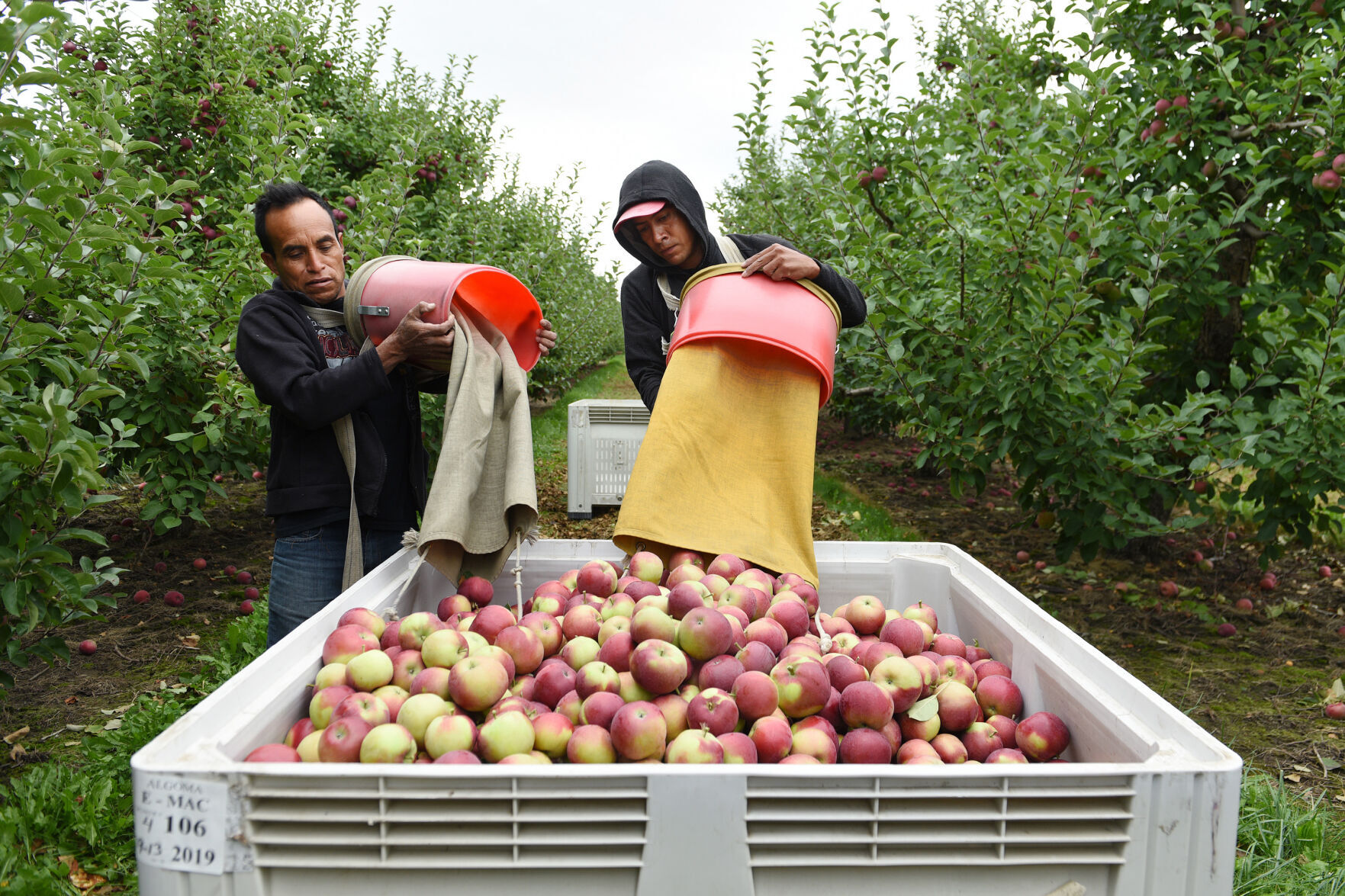 How about those apples? Algoma Orchards in business for 55 years
