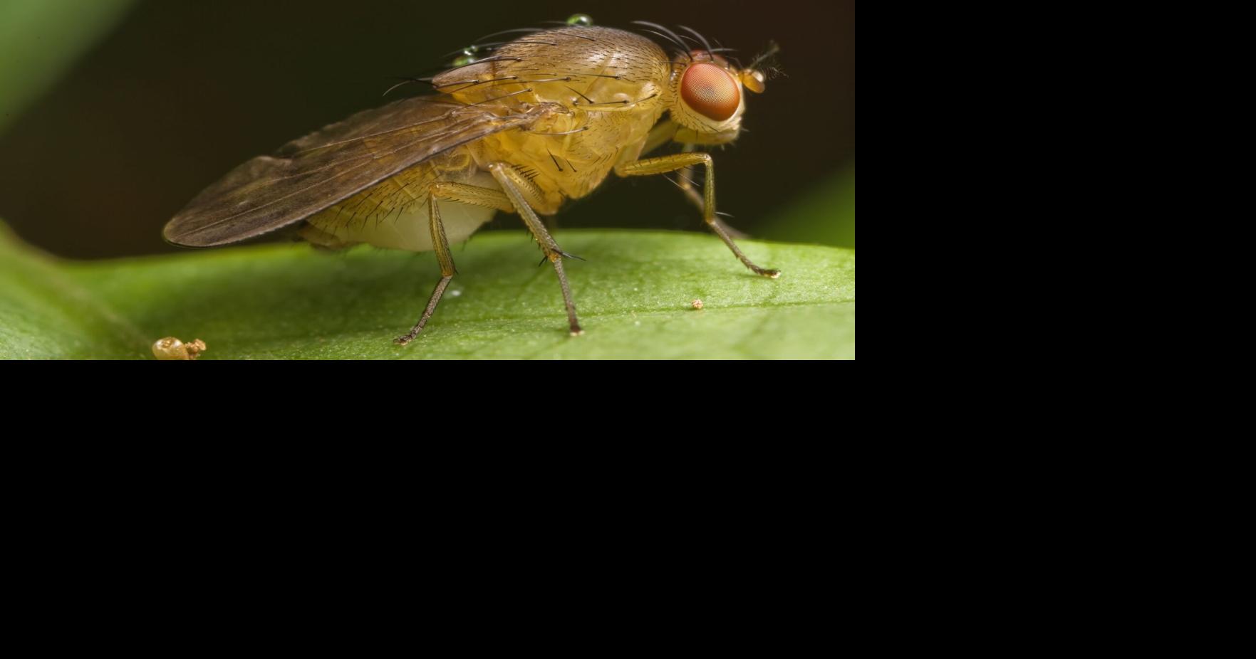 'ABUNDANT': What's with all the fruit flies and other bugs in southern ...