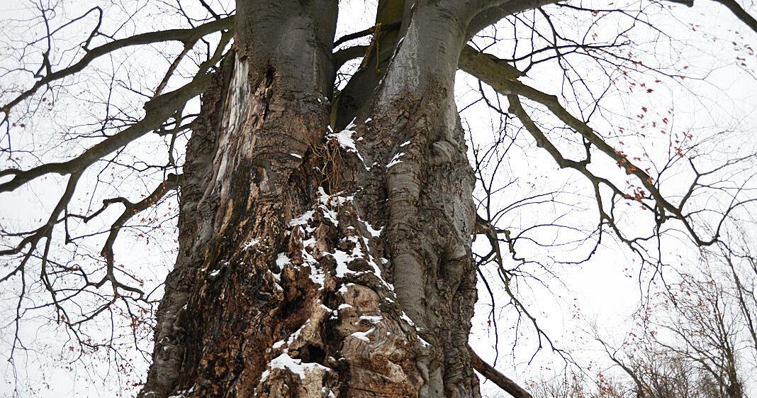 What's Going On Here: Protecting the heritage of this Bowmanville tree