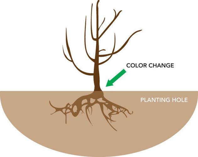 Planning for success with bare-root plants | Complimentary | eacourier.com