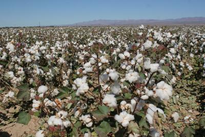 Cotton ginned in Arizona holds steady | Local News Stories | eacourier.com