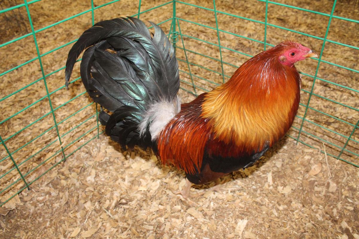 Annual Chicken Show returns Jan. 13 | Local News | eacourier.com