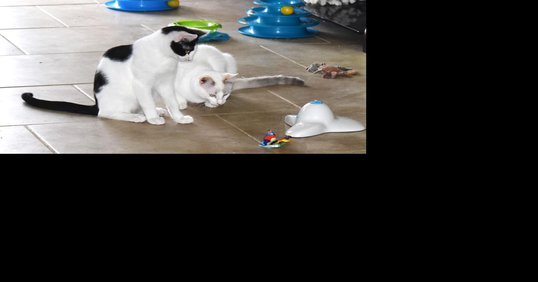 cats playing.JPG | | eacourier.com