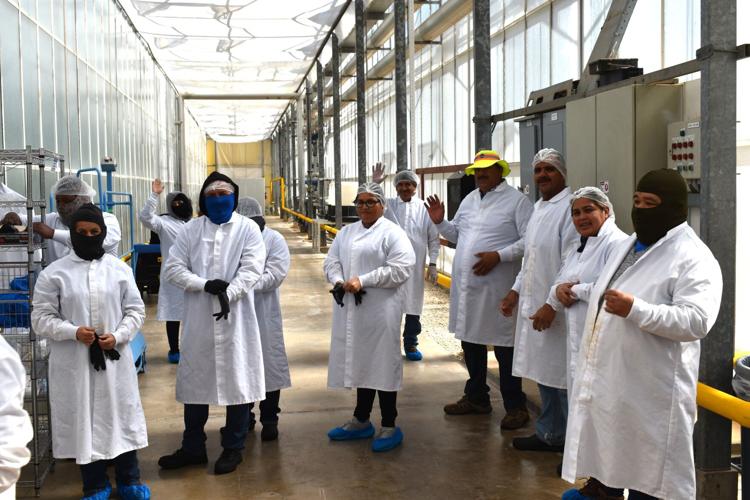 NatureSweet celebrates resumption of operations in Graham County ...