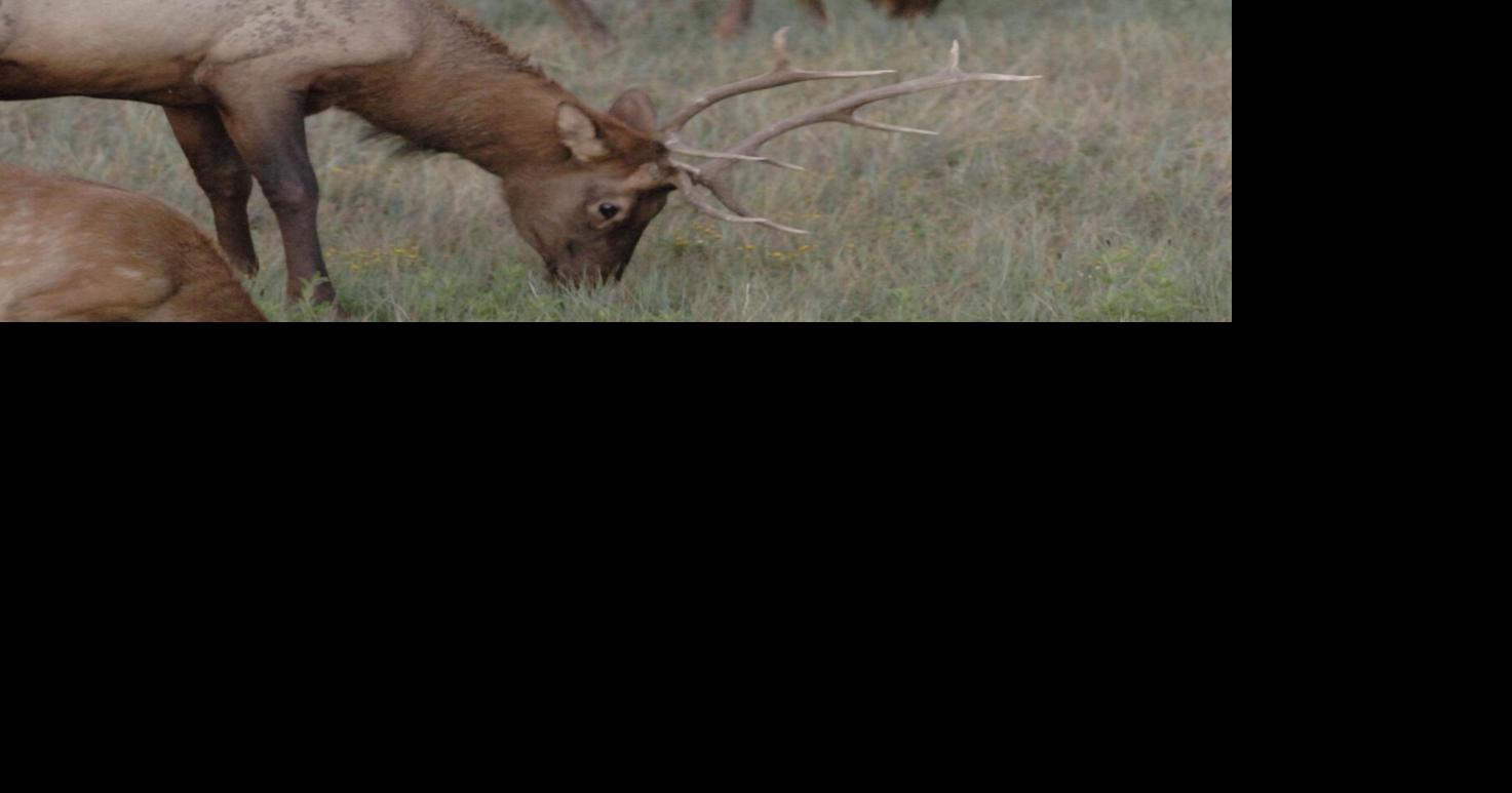 AZGFD urges caution after fatal elk attack | Complimentary | eacourier.com