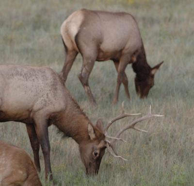 AZGFD urges caution after fatal elk attack | Complimentary | eacourier.com