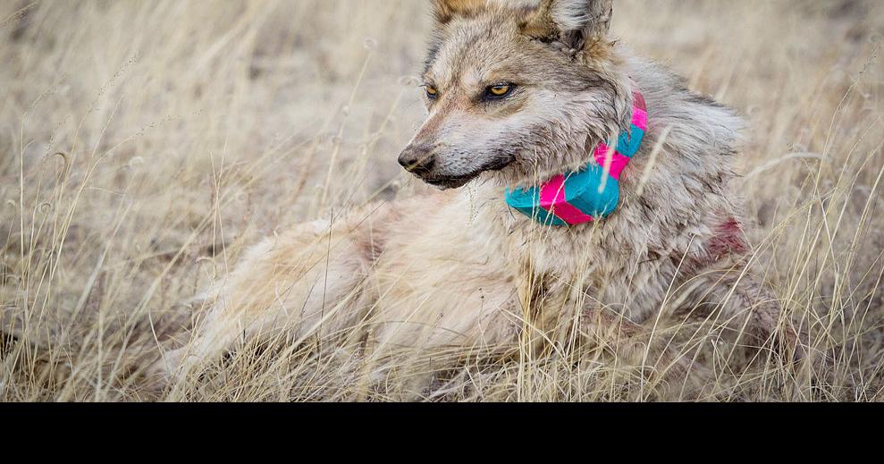 Monthly wolf update details trapping incident | News | eacourier.com