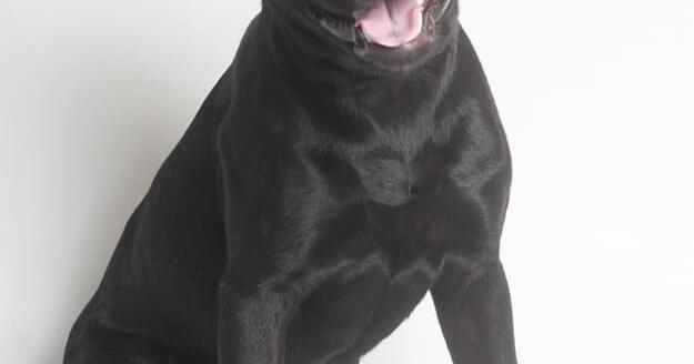 Graham County Dog of the Week | Pets | eacourier.com
