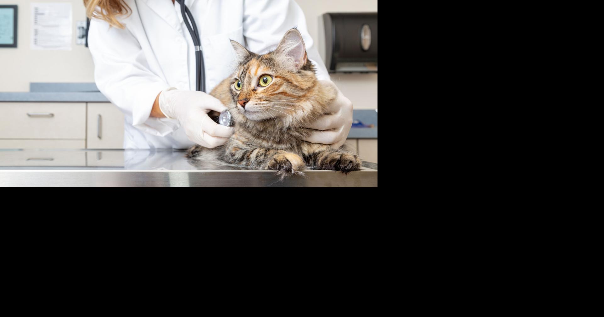 Triaditis: A triple threat for feline health | Complimentary ...