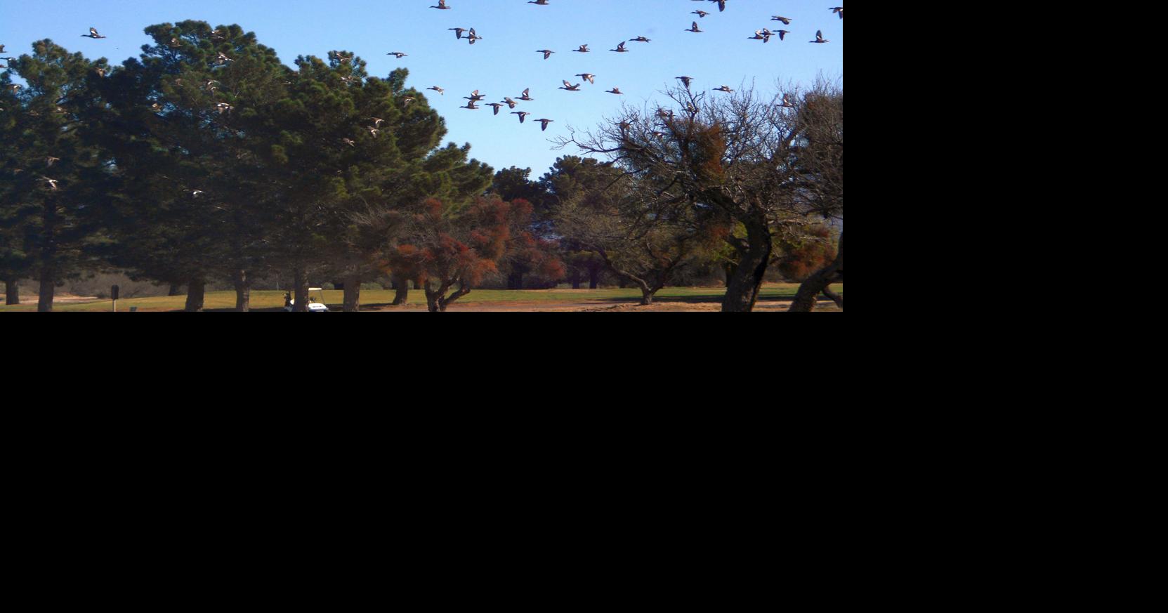 Mount Graham Golf Course continues to rebound | Local News Stories ...