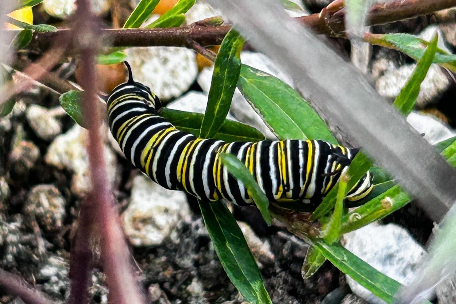 A cache of caterpillars: Surprise discovery of dozens of monarch ...