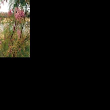 Salt cedar-killing beetle may soon arrive here | News | eacourier.com