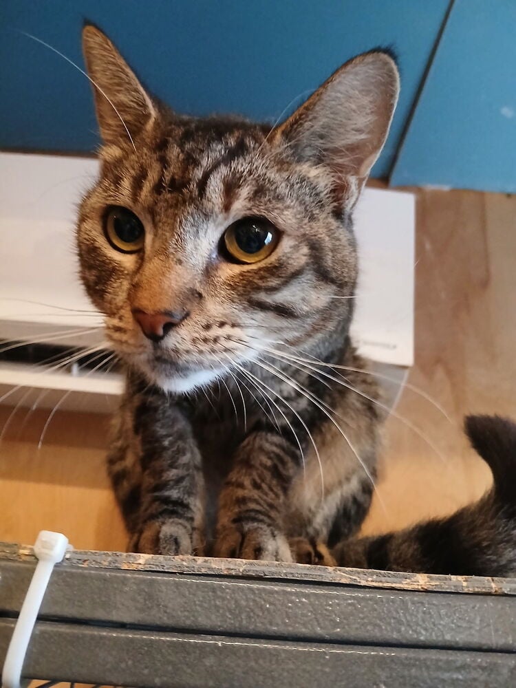 Desert Cat Rescue Cat of the Week | Complimentary | eacourier.com