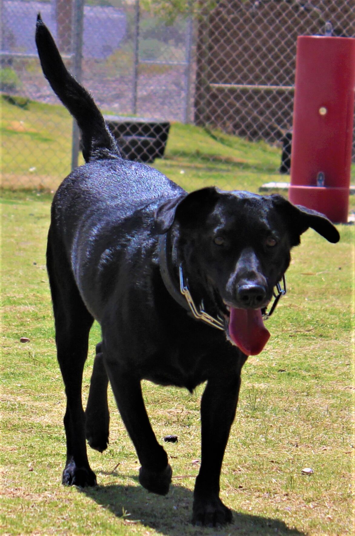 GCSO could lose its K9 if recreational marijuana is legalized | Local ...