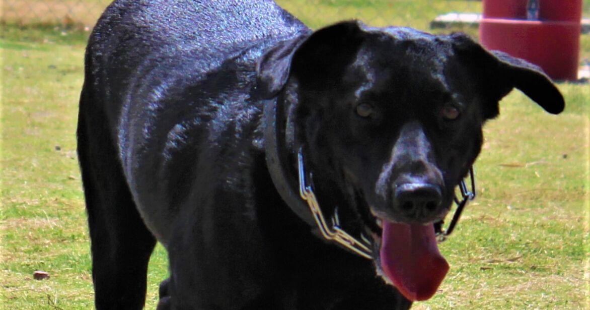 GCSO could lose its K9 if recreational marijuana is legalized | Local ...