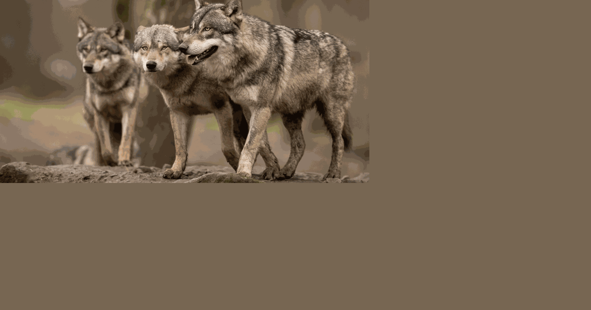 Bill aims to help ranchers recover losses to wolves | Copper Era ...