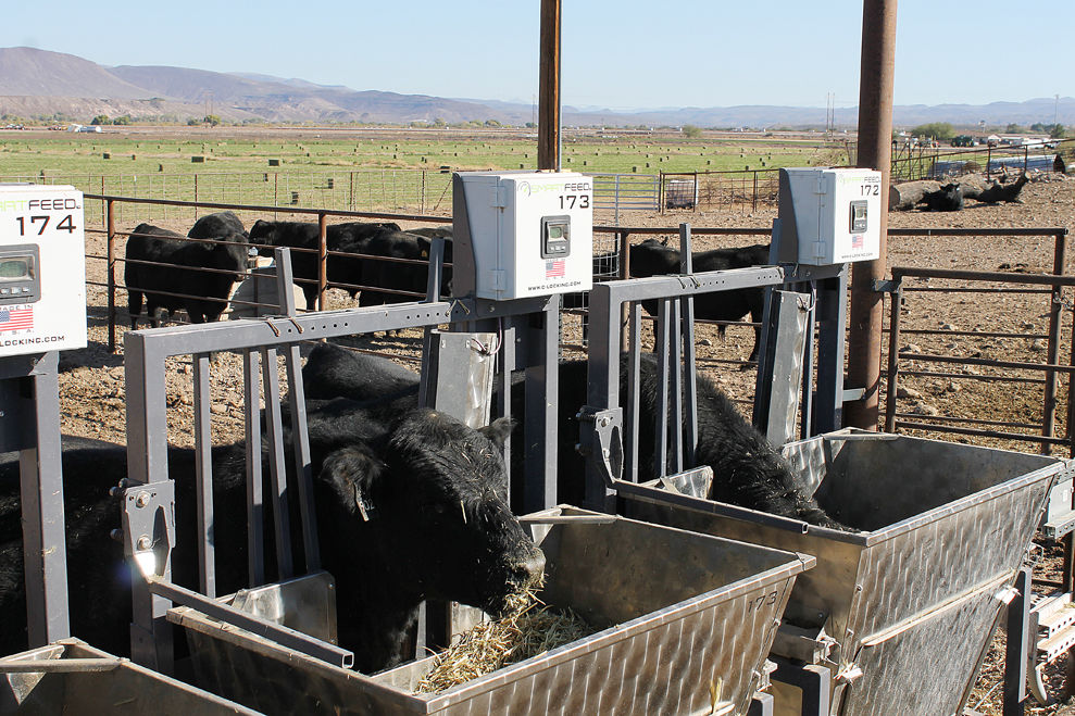 Local ranch launches bull development center | Local News Stories ...