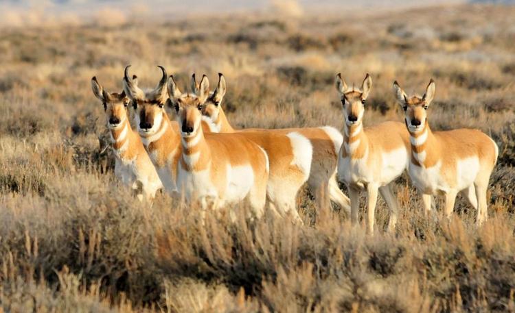 Arizona Antelope Foundation seeks volunteers for fence project | Local ...