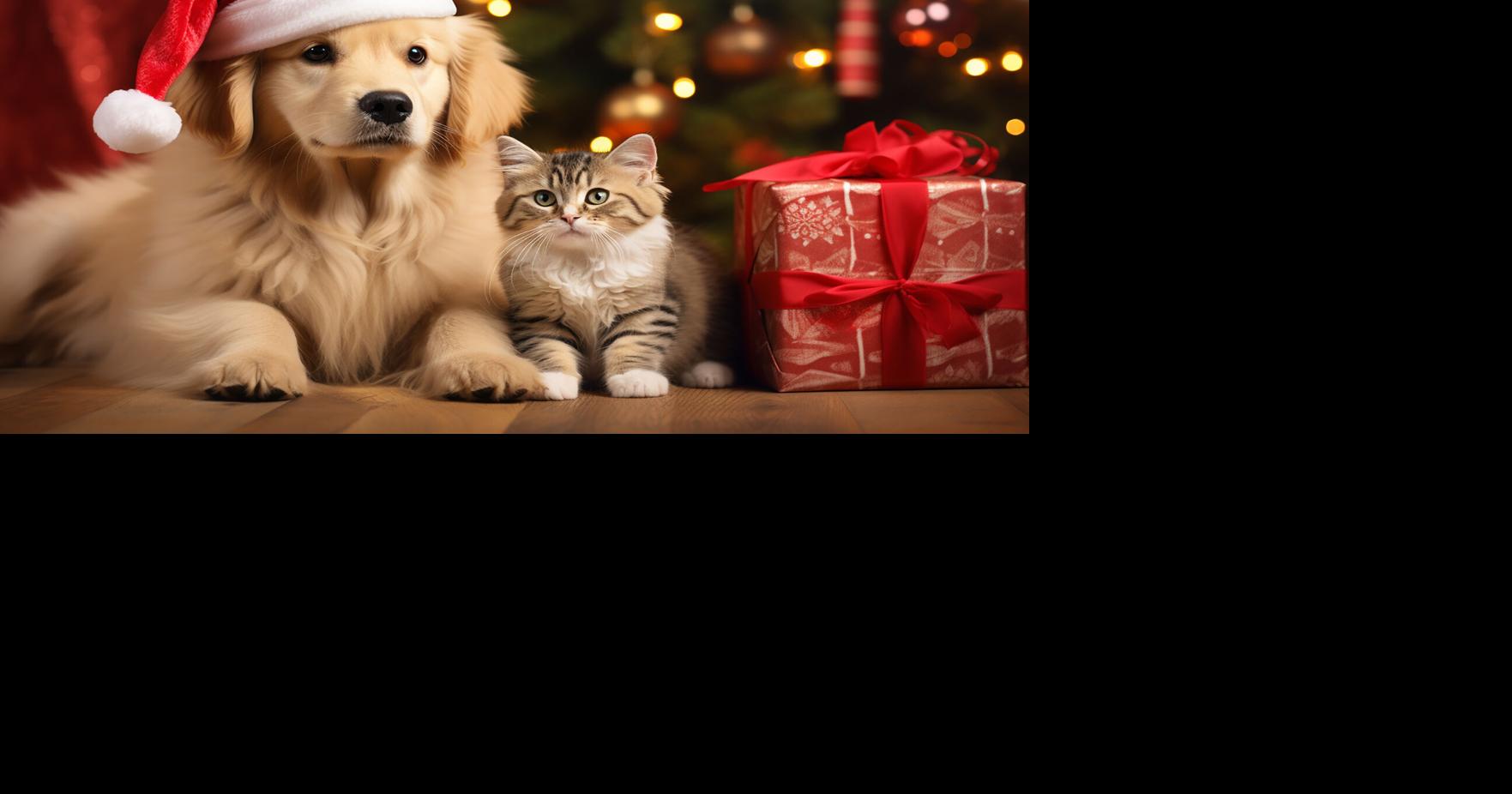 Have a paw-some holiday: Keeping pets safe, happy and included ...