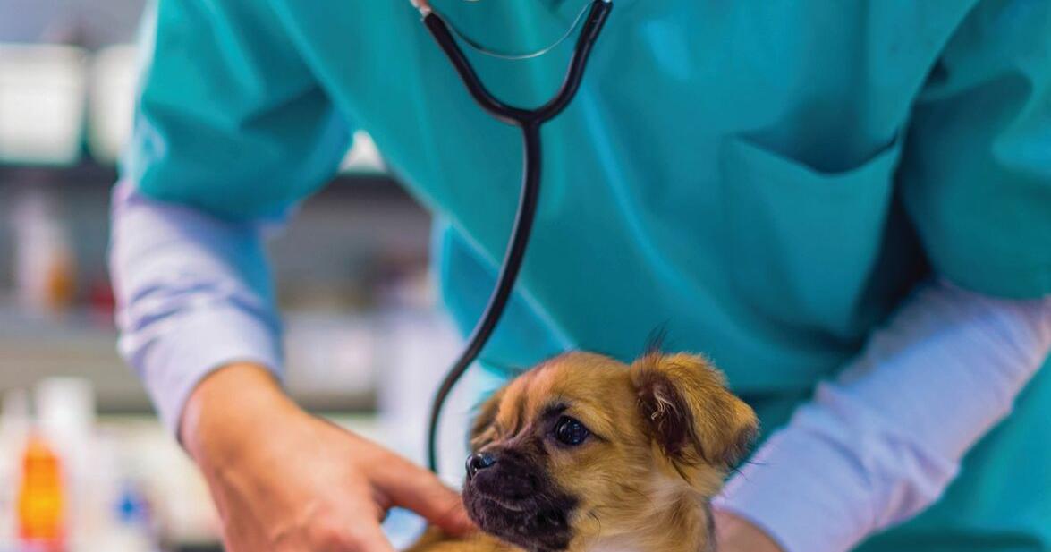 The best ages to spay or neuter pets | Pets | eacourier.com