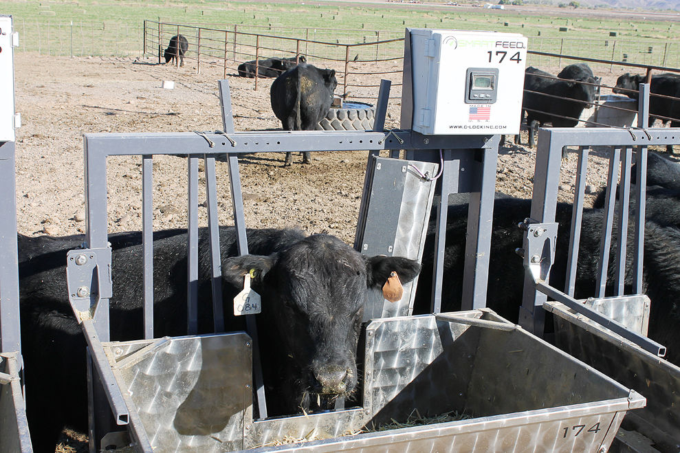 Local ranch launches bull development center | Local News Stories ...