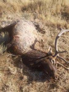 Elk poaching investigated northwest of Williams | Local Sports News ...