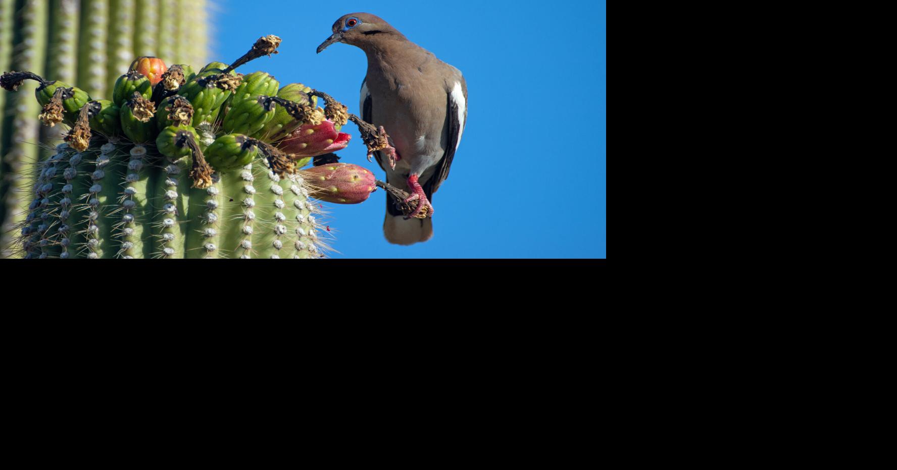 Bountiful dove season expected | Complimentary | eacourier.com