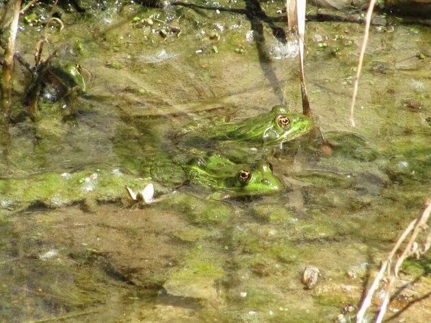 EAC likely to have second frog nursery completed in August | Copper Era ...