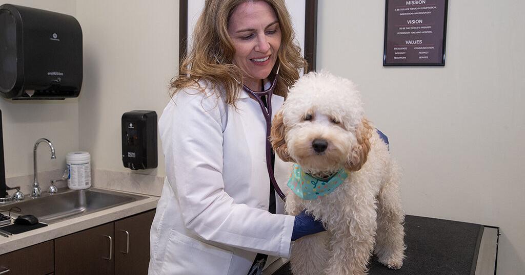 The price of pet care: Understanding your veterinary bills ...