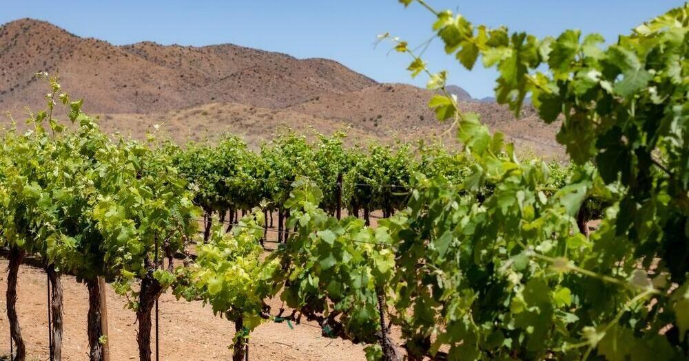 Winemakers say Willcox Basin ballot initiative could spoil Arizona wine ...