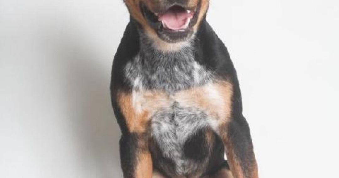 Graham County Dog of the Week | Pets | eacourier.com
