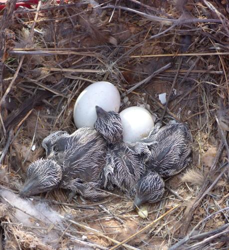 Celebrating a fellow countryman of note | Editorials | eacourier.com