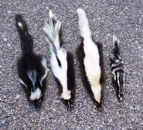 Skunked again by the AZGFD | Complimentary | eacourier.com