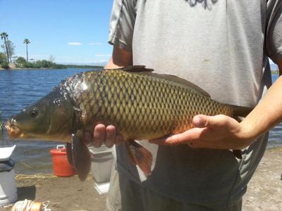 Illegal stocking of carp on Roper Lake | Local Sports | eacourier.com