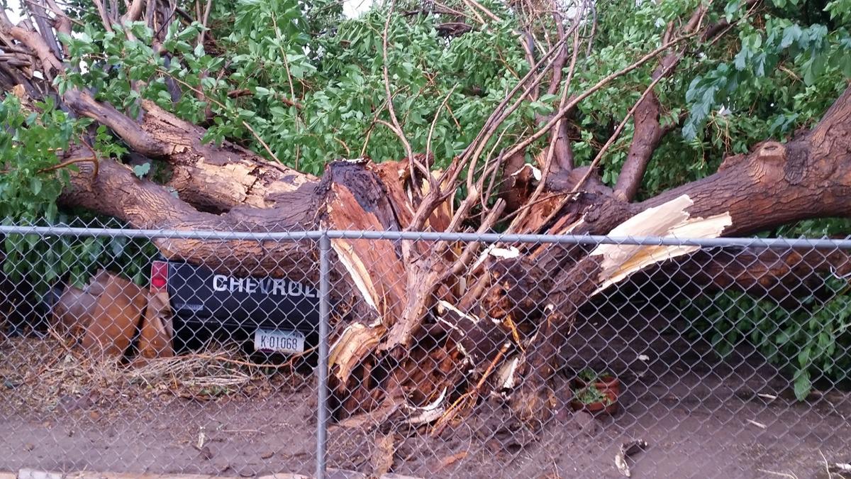 Monsoon storm knocks out power, uproots trees | Local News Stories ...