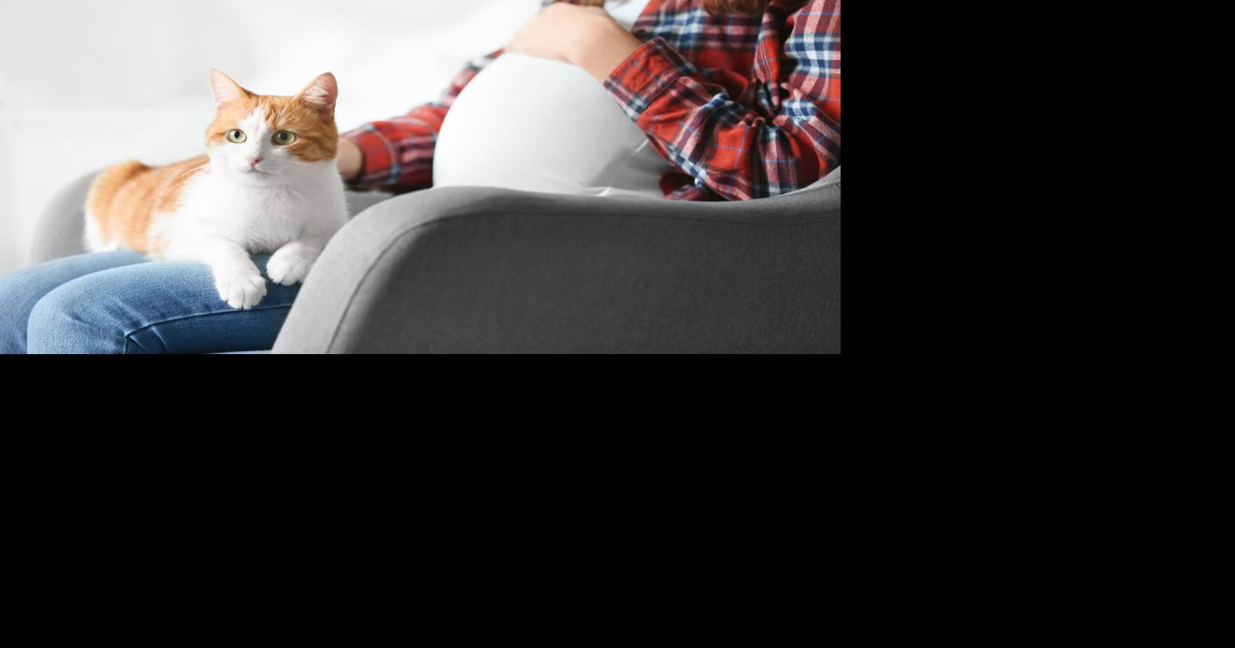 How to approach cat care while pregnant | Pets | eacourier.com