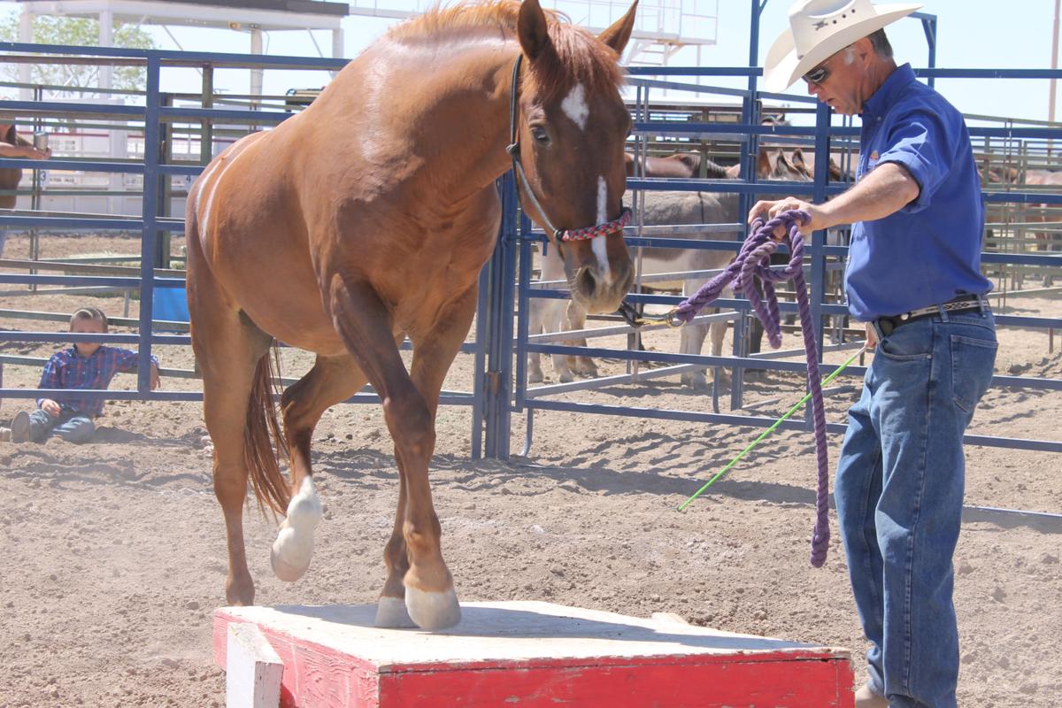 Fairgrounds host BLM wild horse, burro adoption | Local News ...