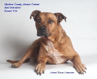Graham County Dog of the Week | Pets | eacourier.com