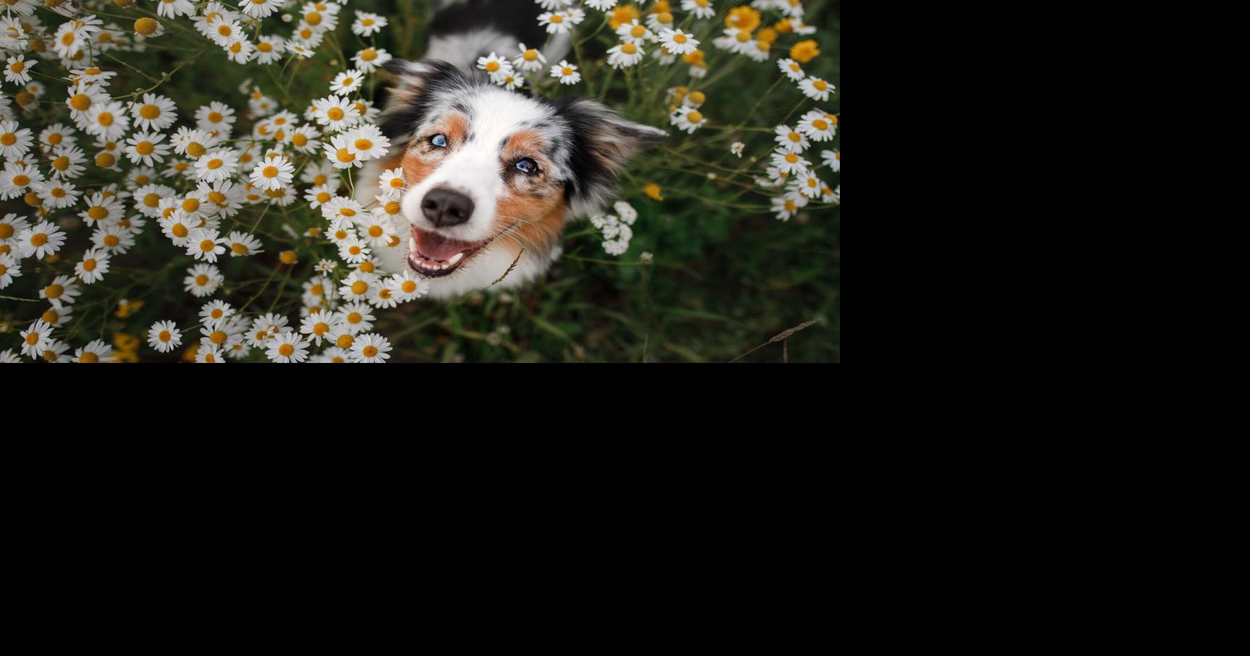 Springing to action: Shielding pets from plant toxins | Complimentary ...