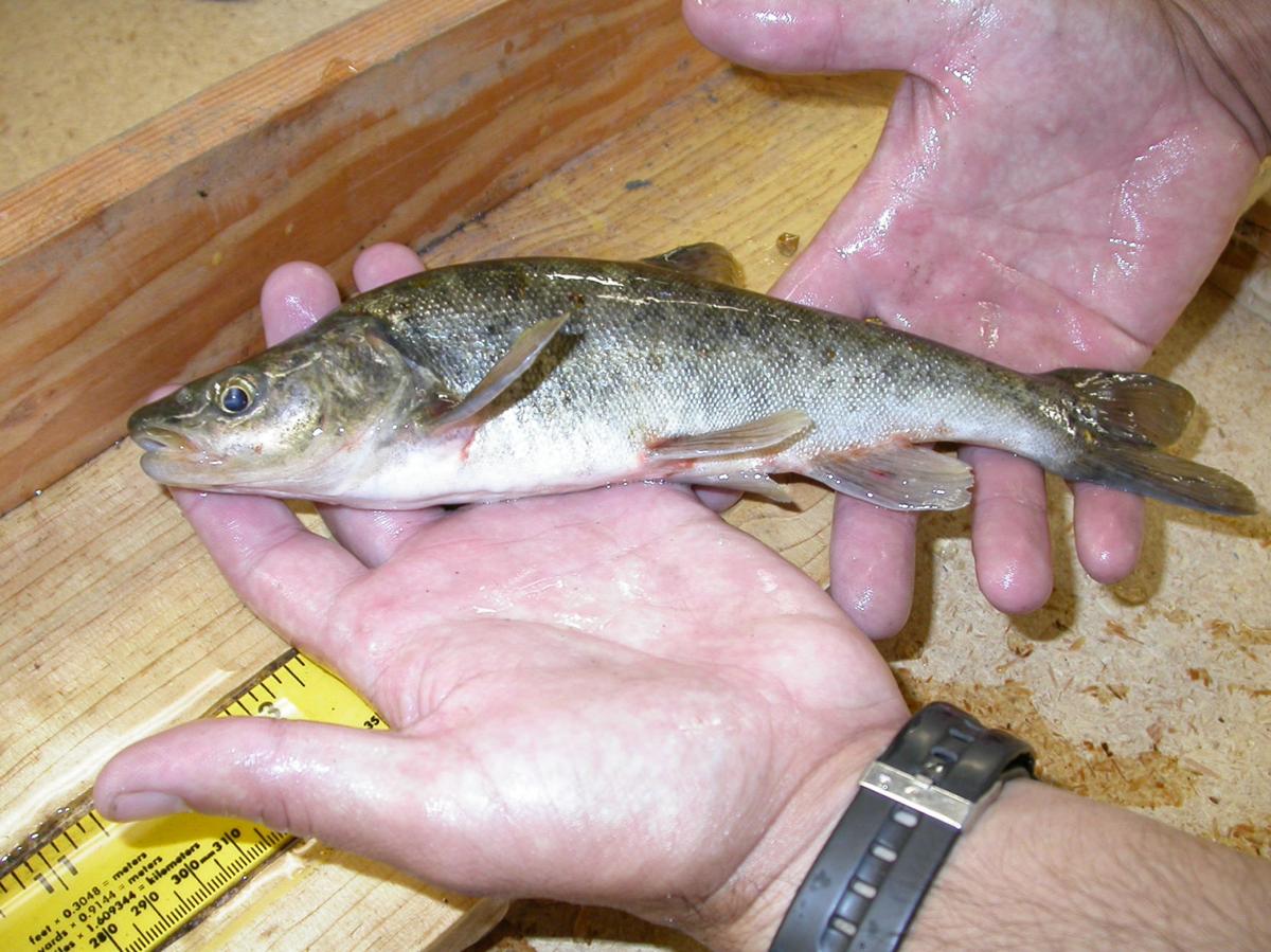 Fish and Wildlife to review proposed threatened species listing | Local ...