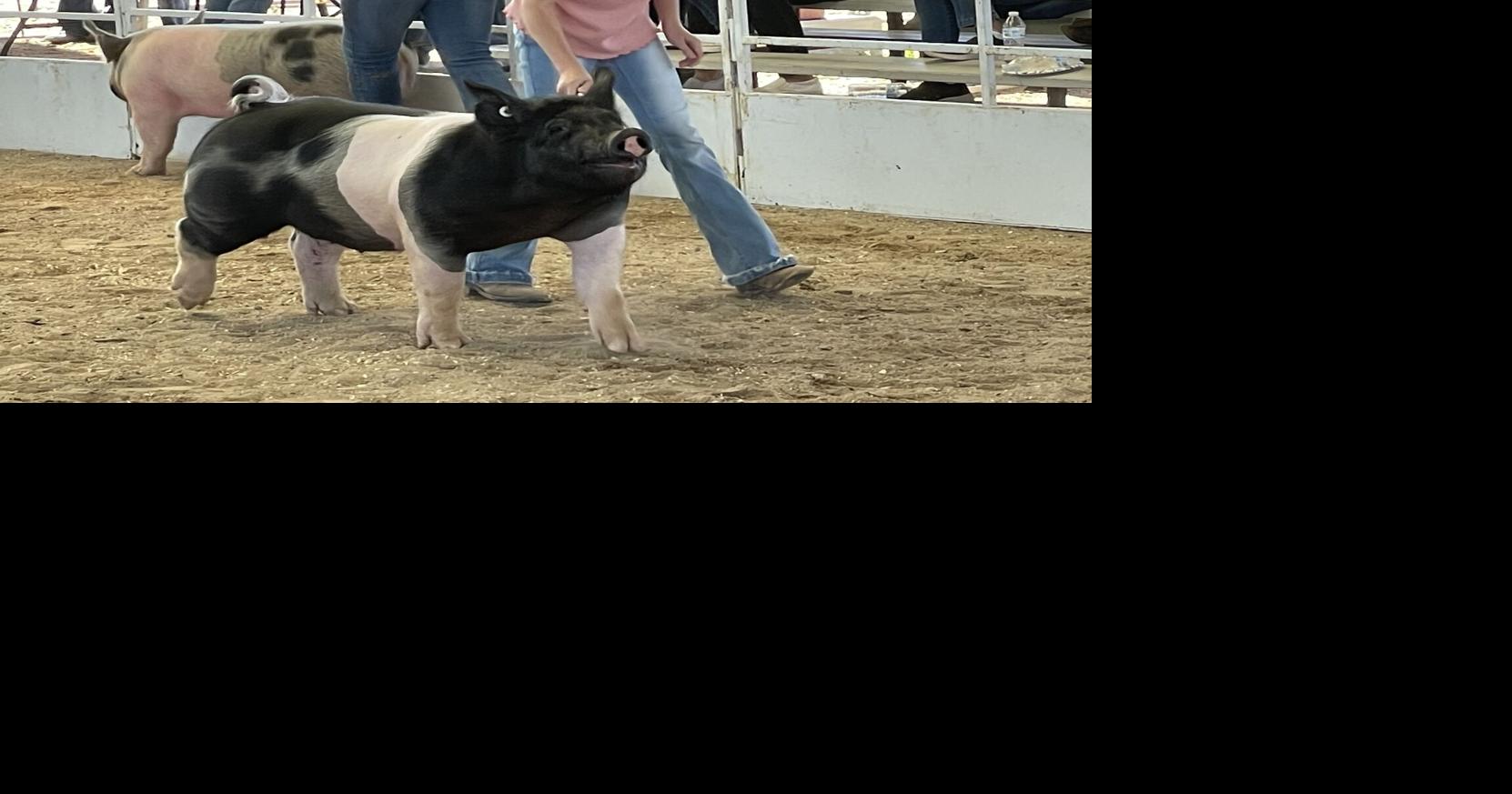 Pigs on parade | Local News | eacourier.com
