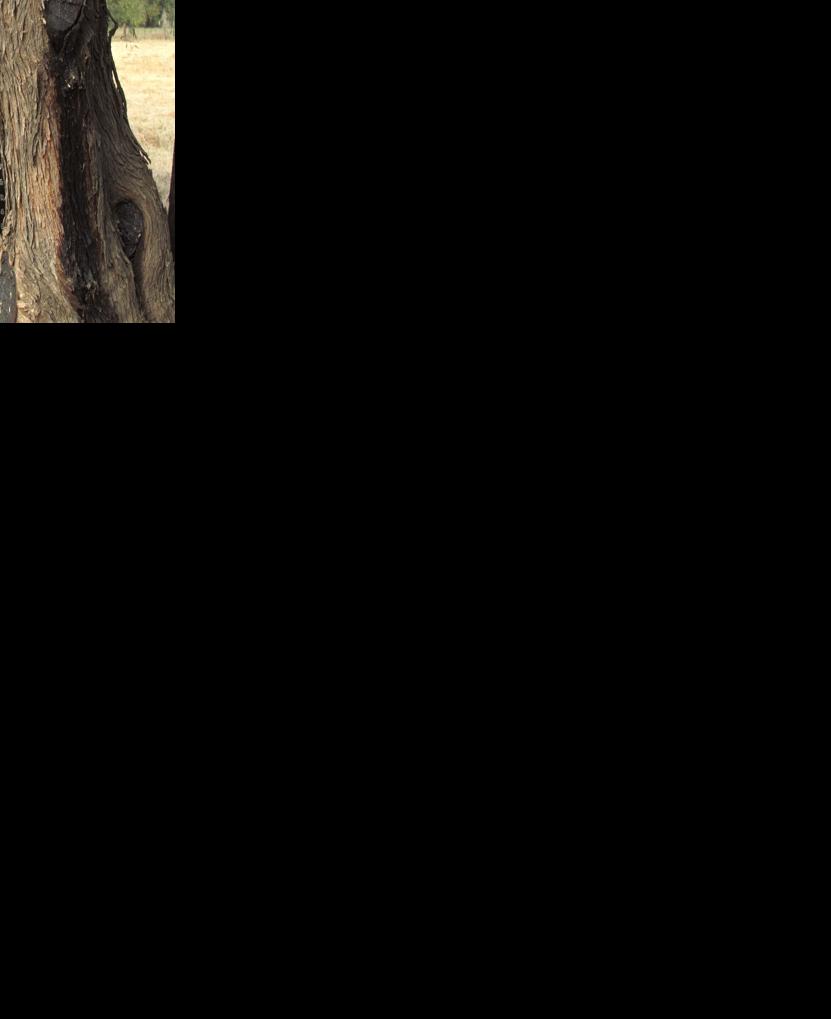 Safford High School’s Top 10 students | Local News | eacourier.com