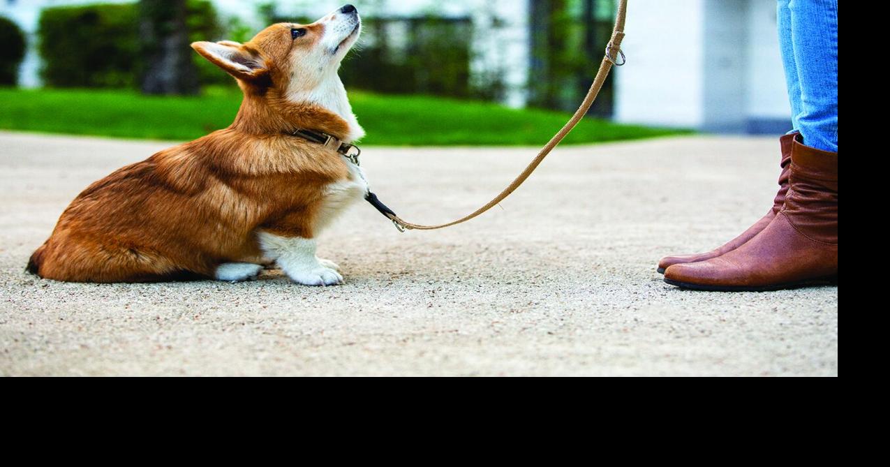 Pitfalls that can compromise dog training | Complimentary | eacourier.com