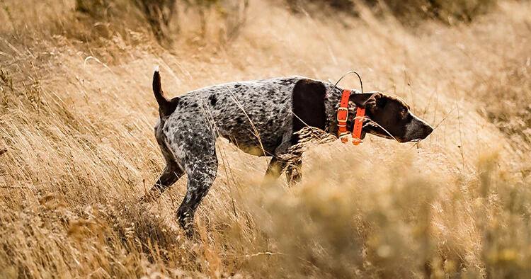 AZGFD petitioned to ban hunting dogs for certain game animals | State ...