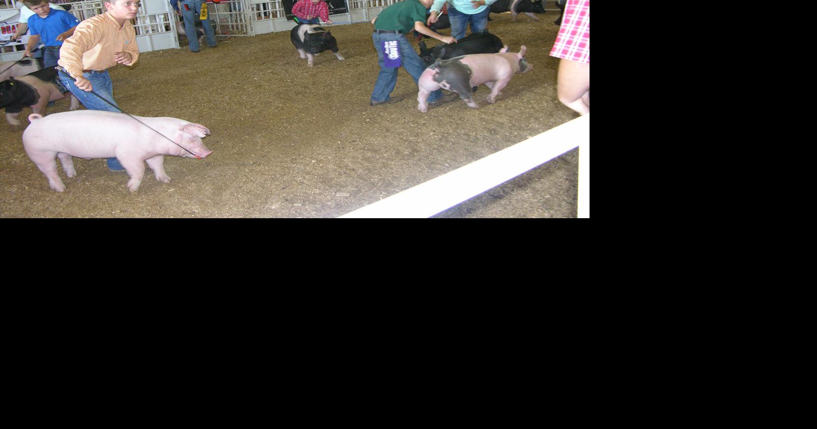 Fairgrounds hosts 2016 SAILA Show | Local Sports | eacourier.com