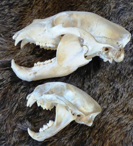 When in bear and mountain lion country, it pays to be mindful ...